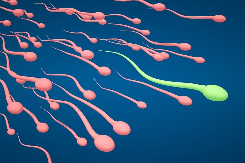 Polyester and Male Fertility: The Hidden Danger in Your Clothing
